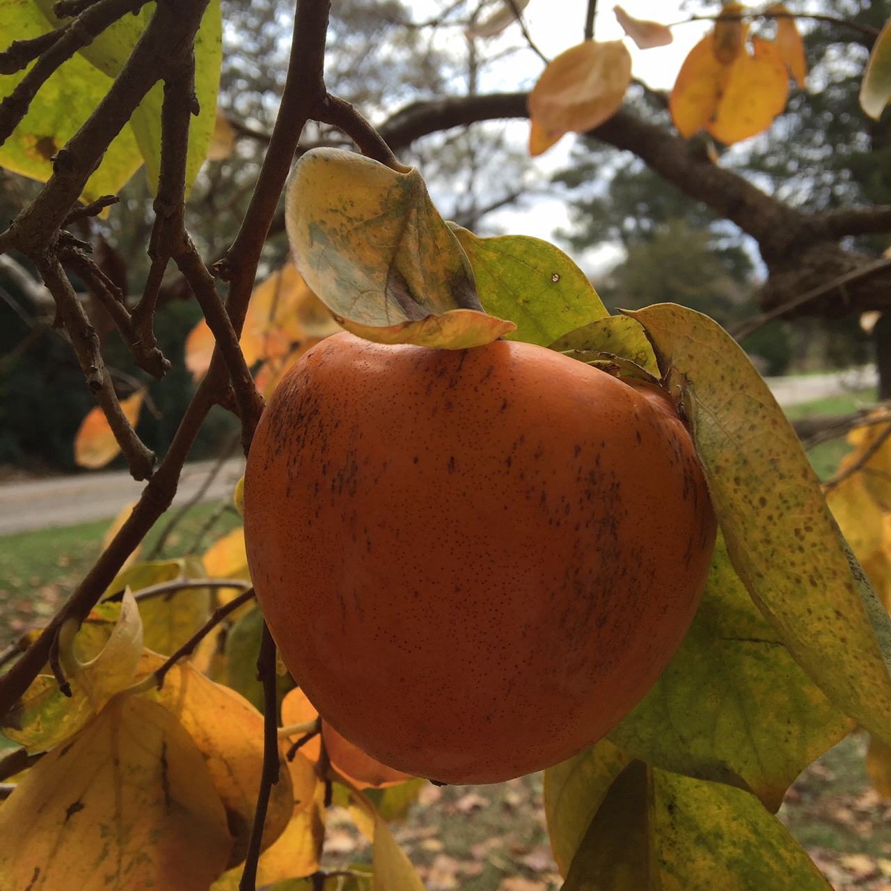 In praise of astringent persimmons: 5 reasons you should grow them