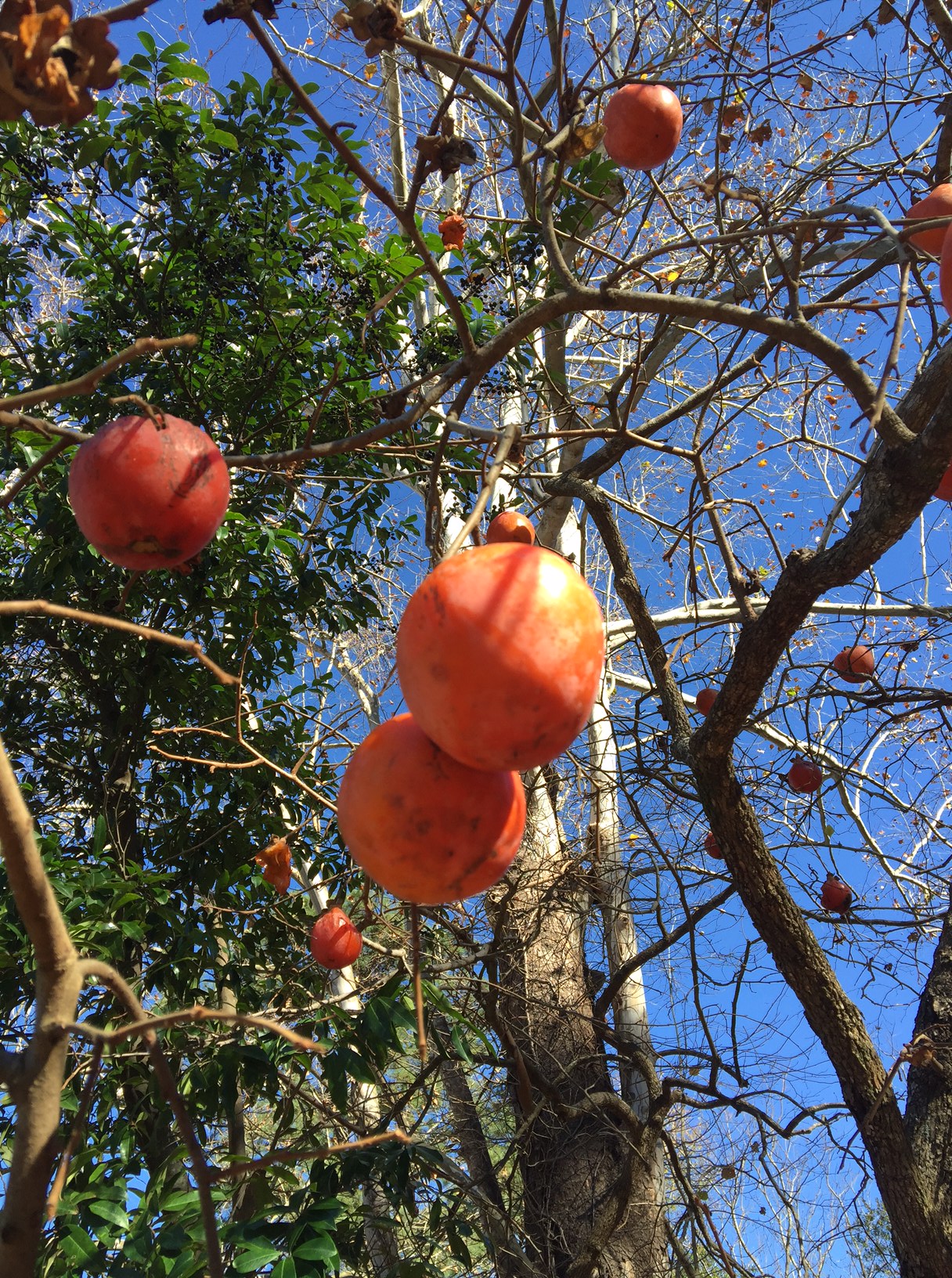 In praise of astringent persimmons: 5 reasons you should grow them