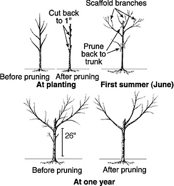 First Year Fruit Tree Care – 5 easy things to do now