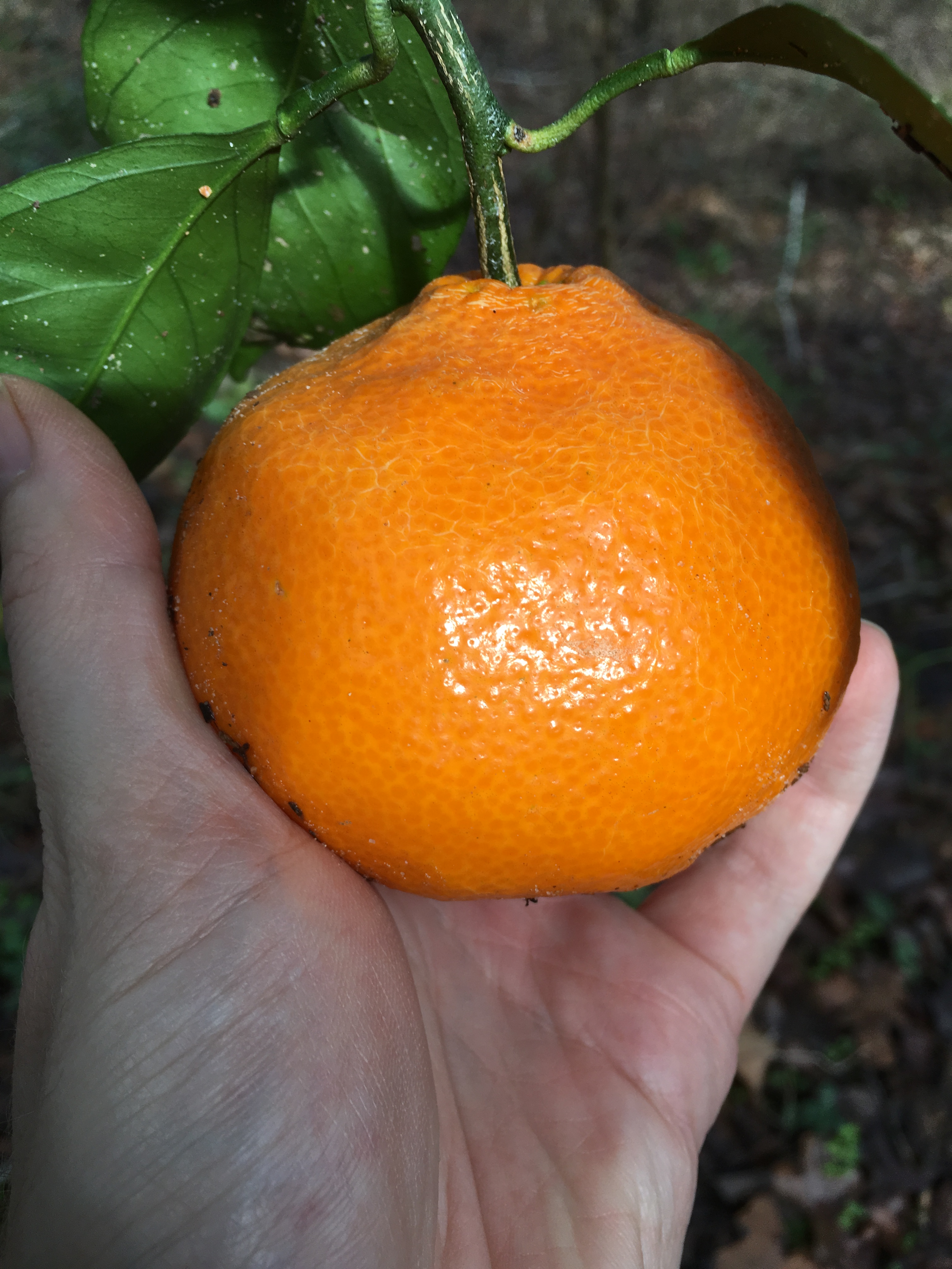 Five easy citrus trees to grow in a container on a patio, deck, or ...