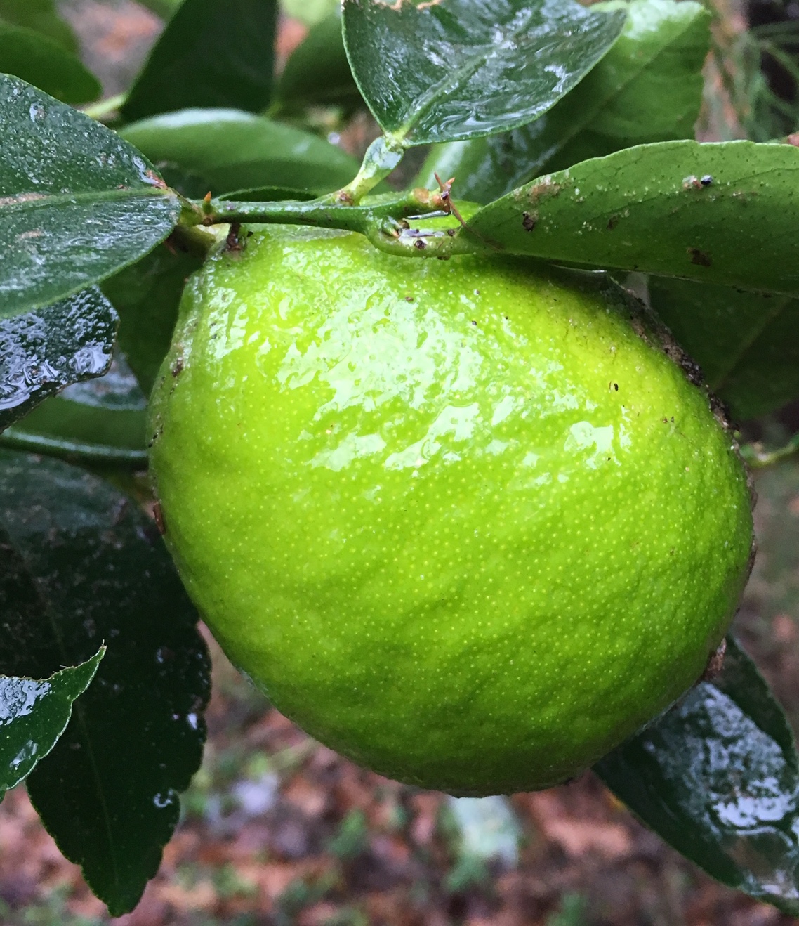 Five easy citrus trees to grow in a container on a patio, deck, or ...